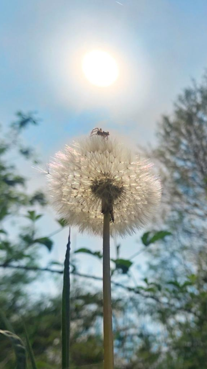 Che Meraviglia! – IO SONO LUCE